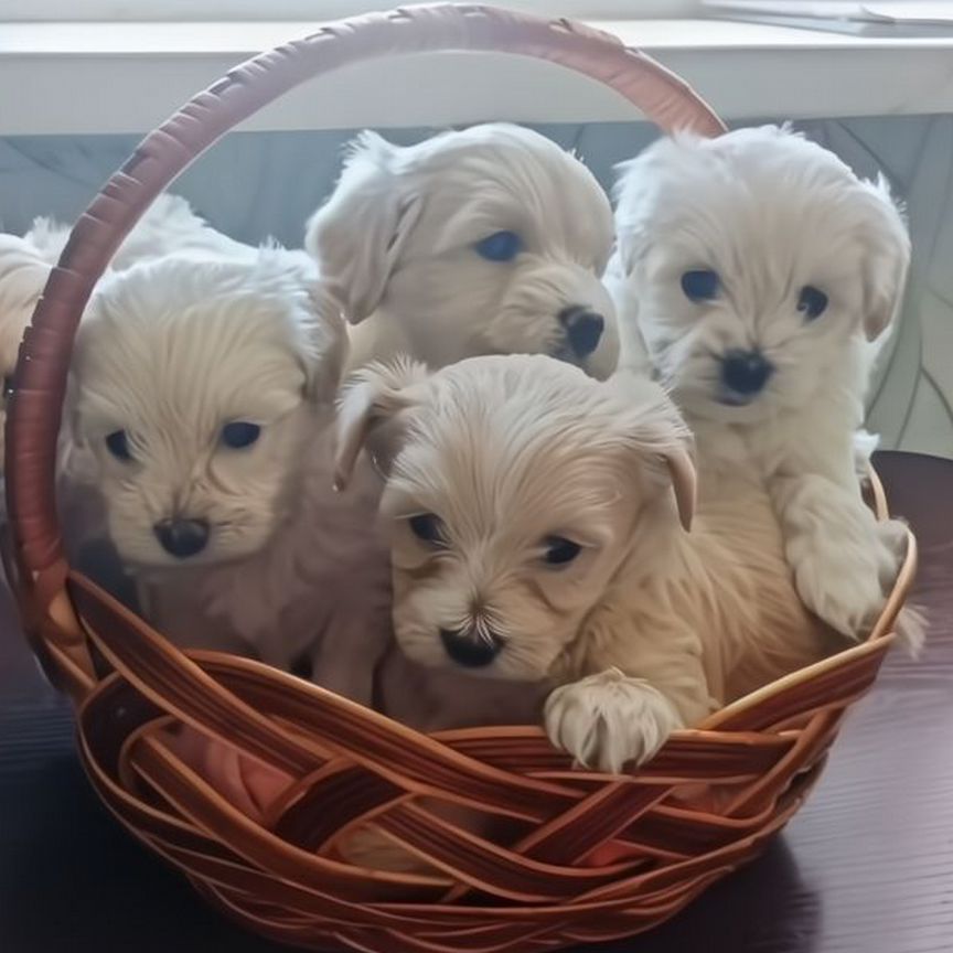 Мальтипу, щенок