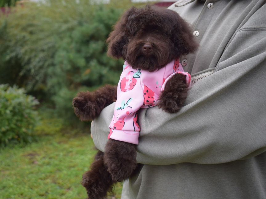 Той пудель 4 месяца