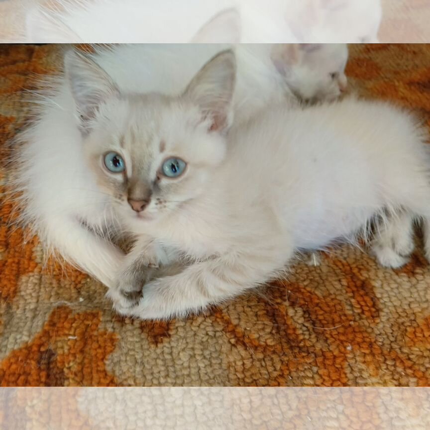 Отдам котят