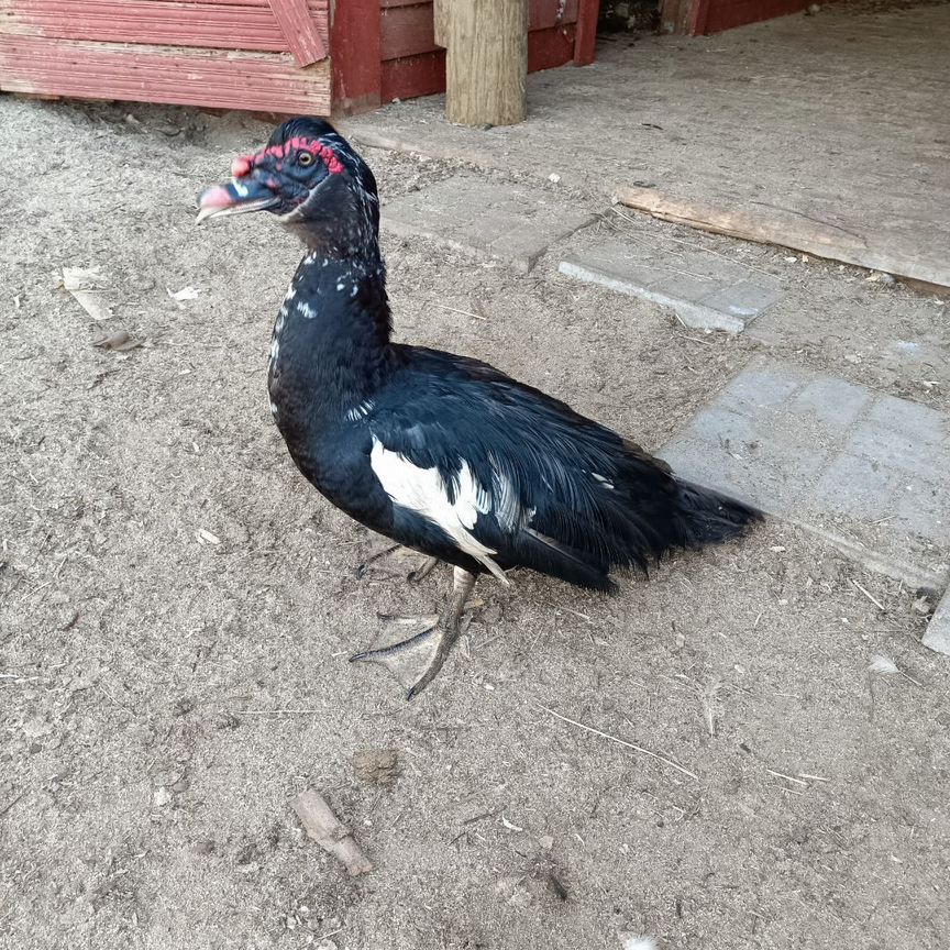 Утаки