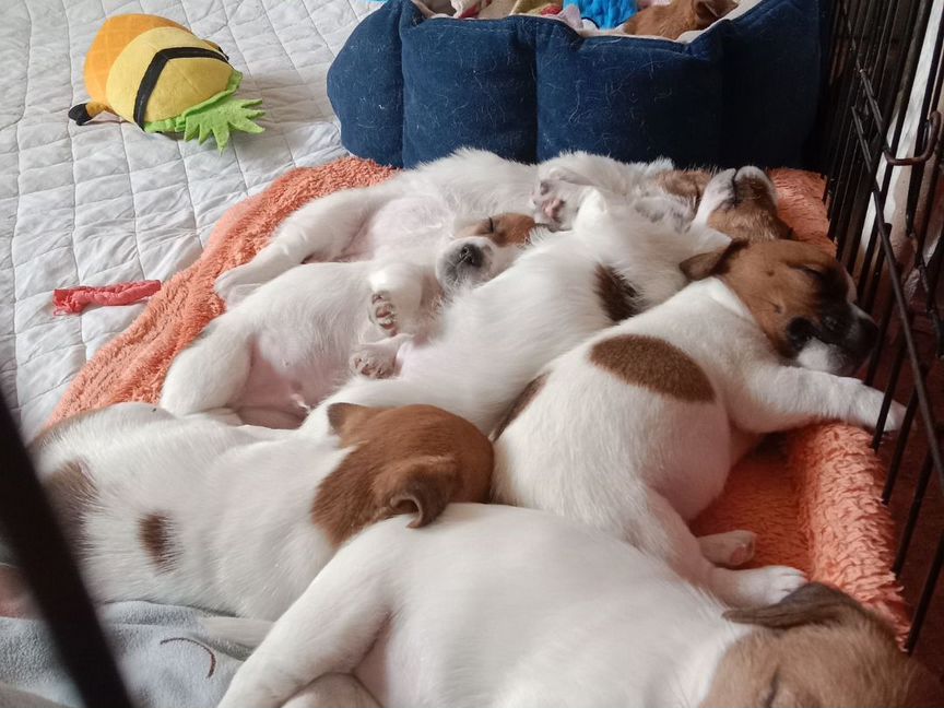 Щенки Джек рассел терьера