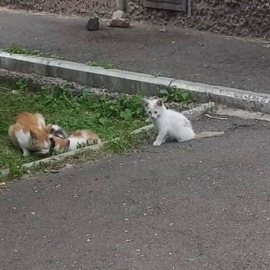 Котята в добрые руки