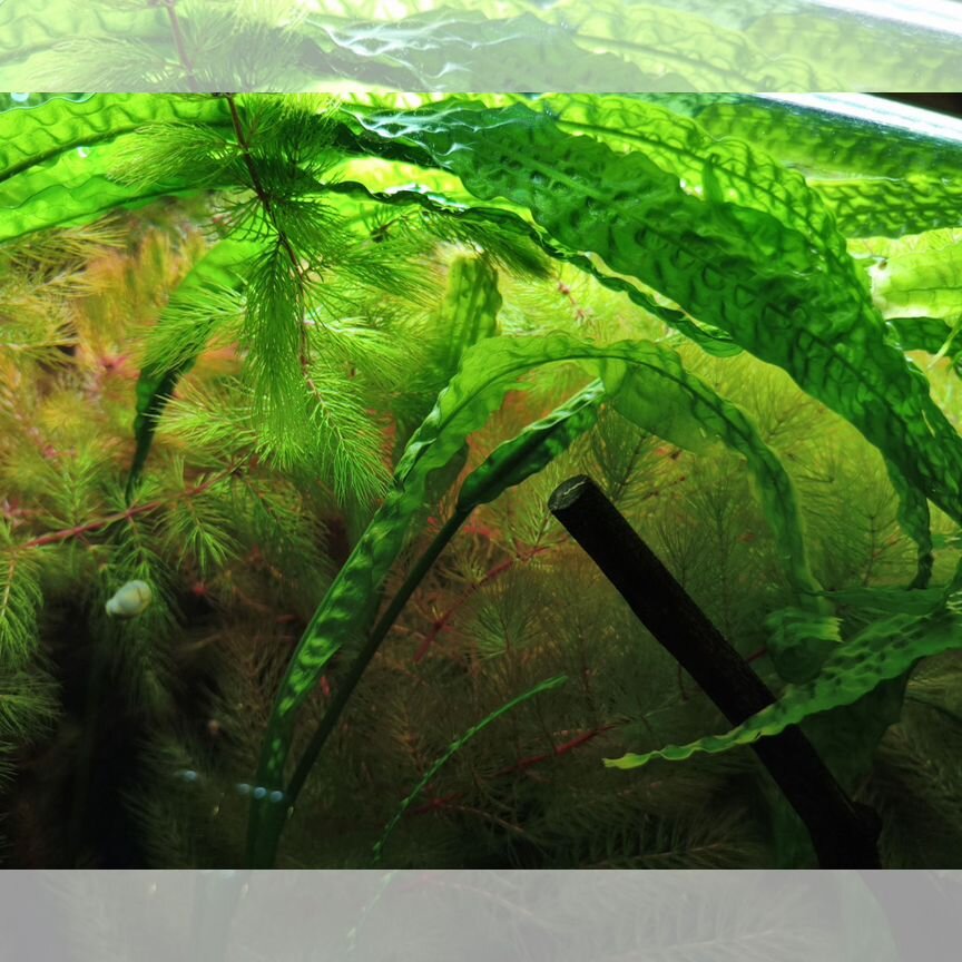 Аквариумные растения