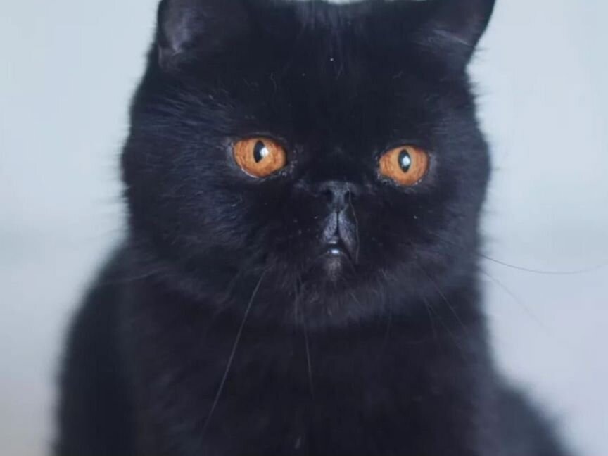 Экзотическая чёрная кошка, 2 года