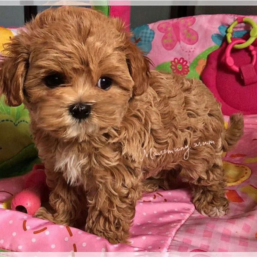 Мальтипу, щенок