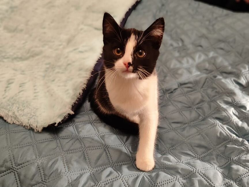 Отдаём котенка