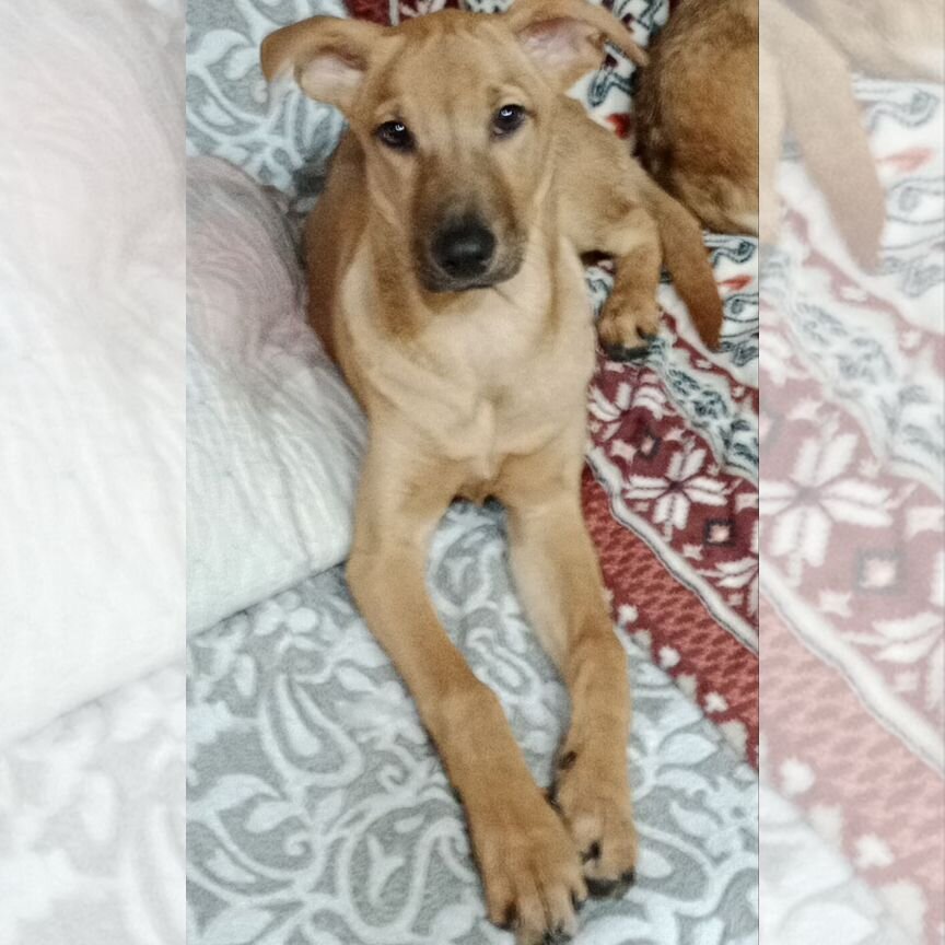 Пристройство собачки в добрые ручки
