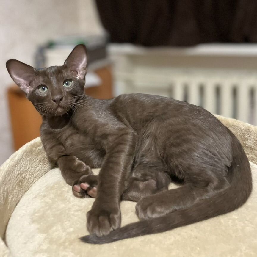 Ориентальный котёнок