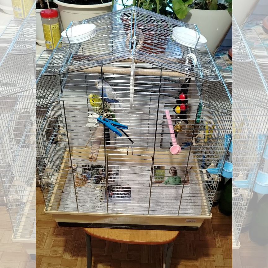 Волнистые попугайчики пара