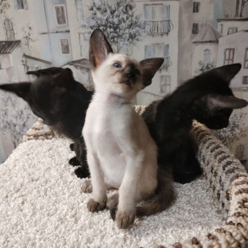 Ориентальные котята