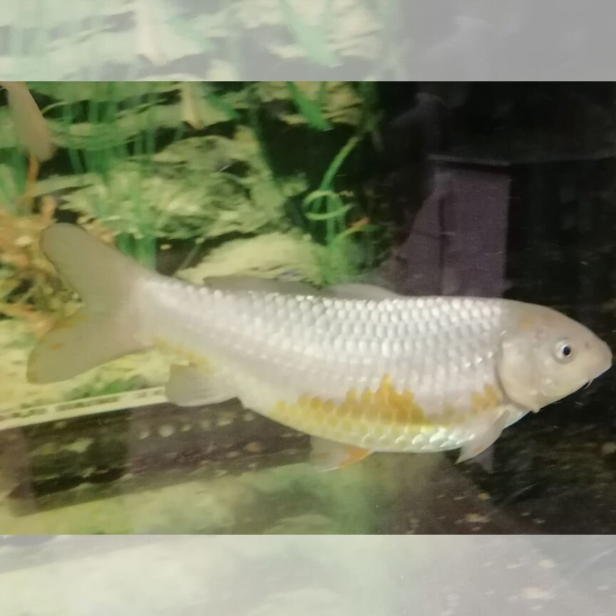 Живая рыба карп