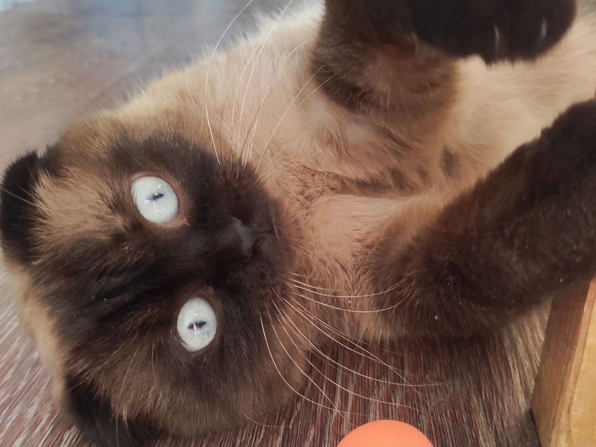 Котёнок кот шотландский вислоухий