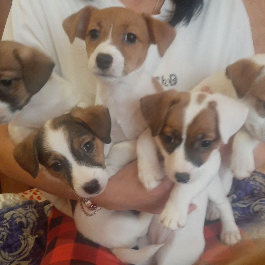 Щенки джек рассел терьер гладкошерстный