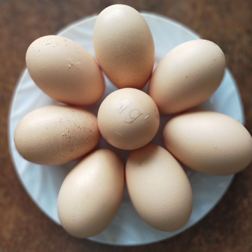 Инкубационное яйцо