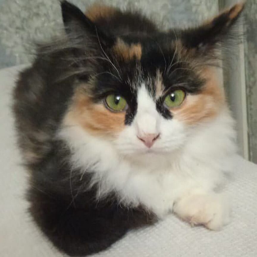 Сибирский котёнок