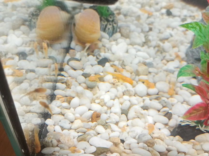 Продам сомиков маленьких