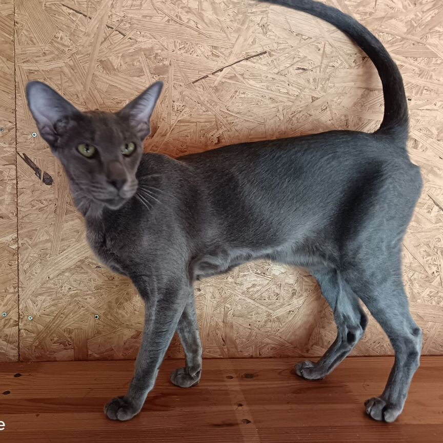 Ориентальная, взрослая кошка