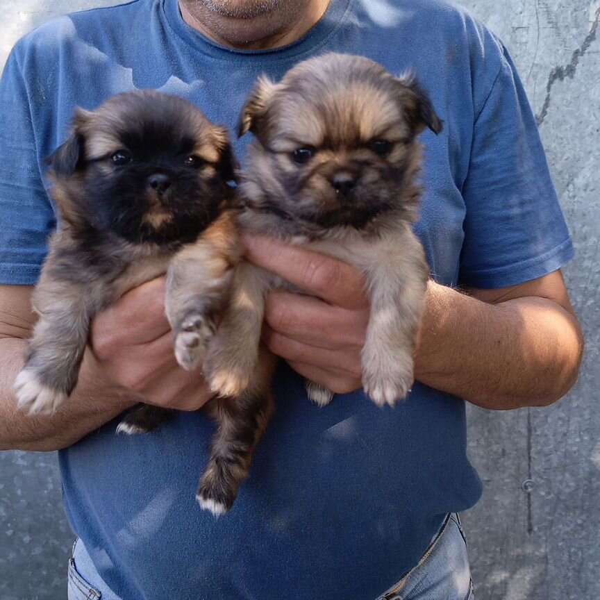 Щенки пекинеса