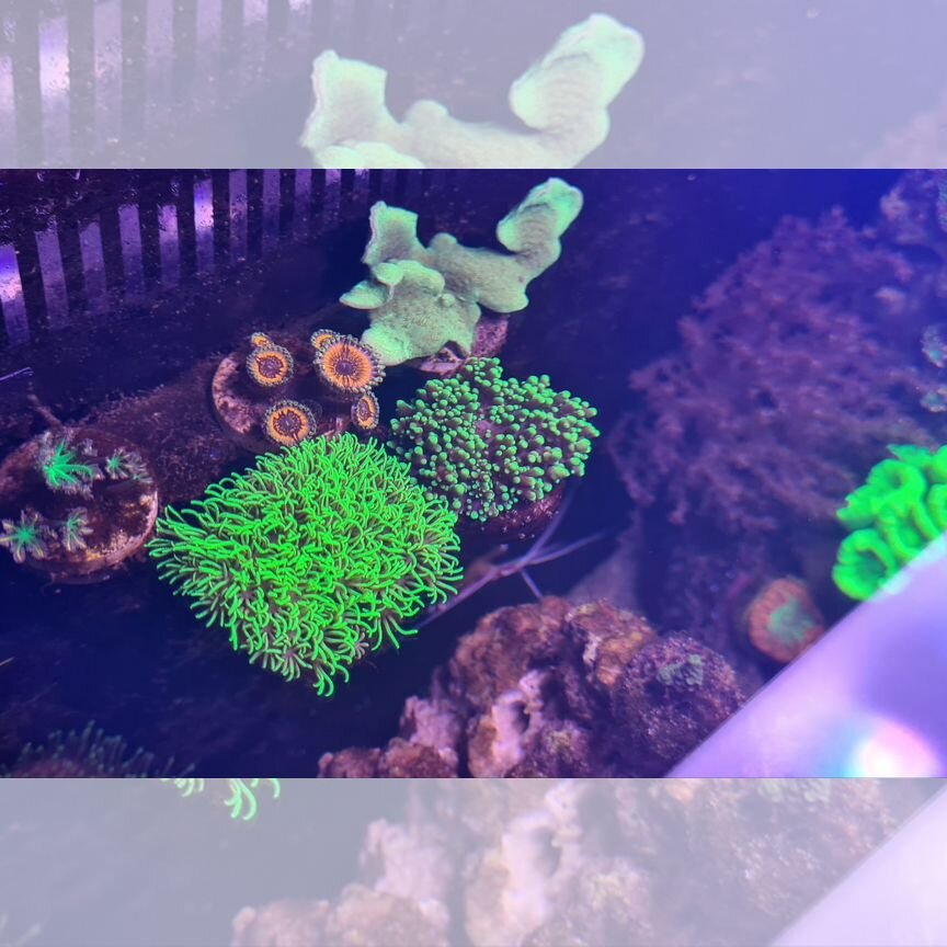 Кораллы для морского аквариума