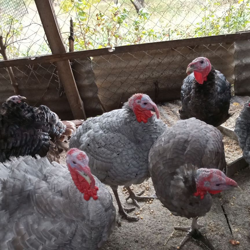 Индюки самцы