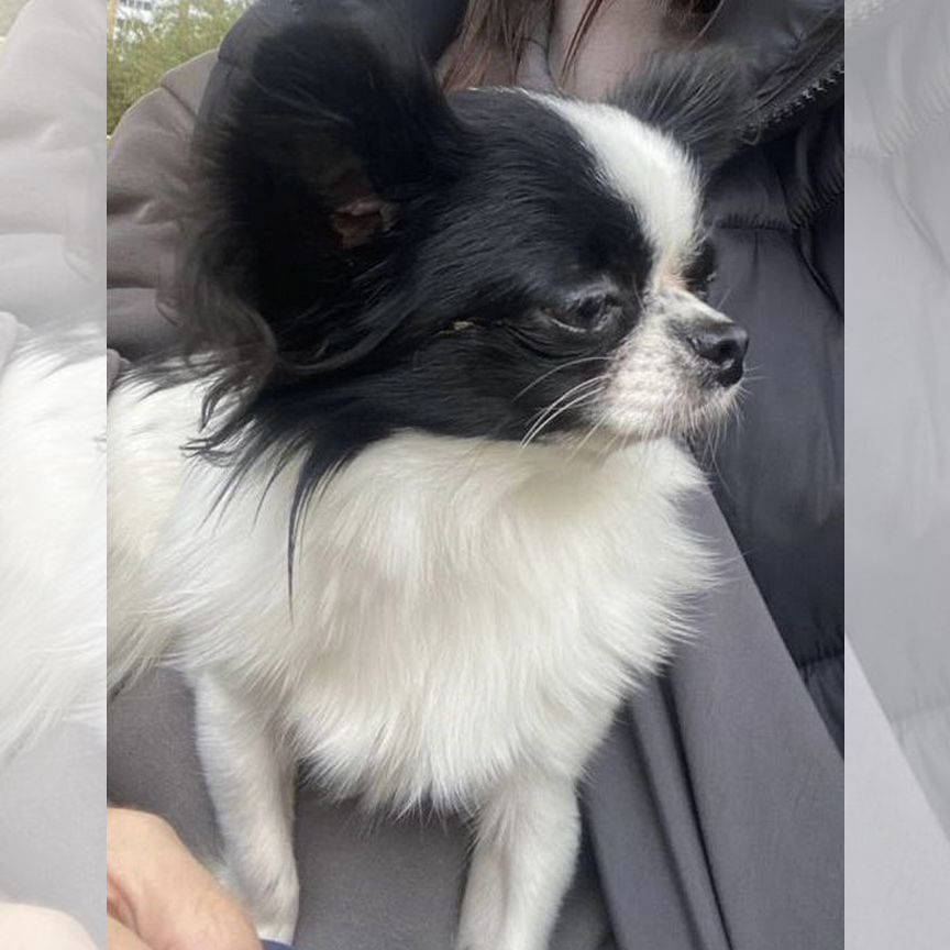 Чихуахуа, щенок