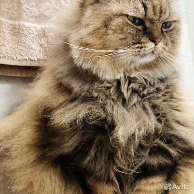 Самый веселый в мире кот Лео