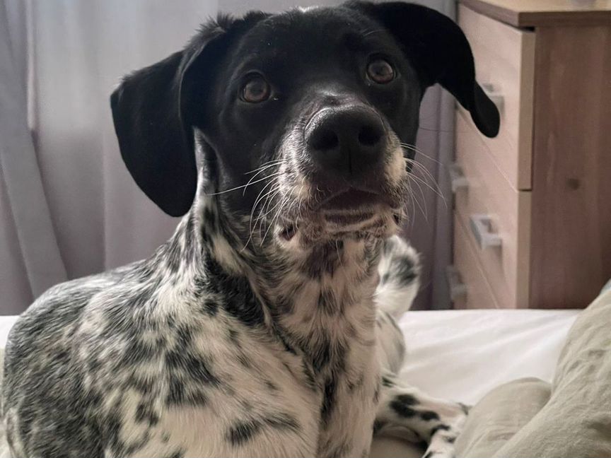 Щенок в добрые руки бесплатно