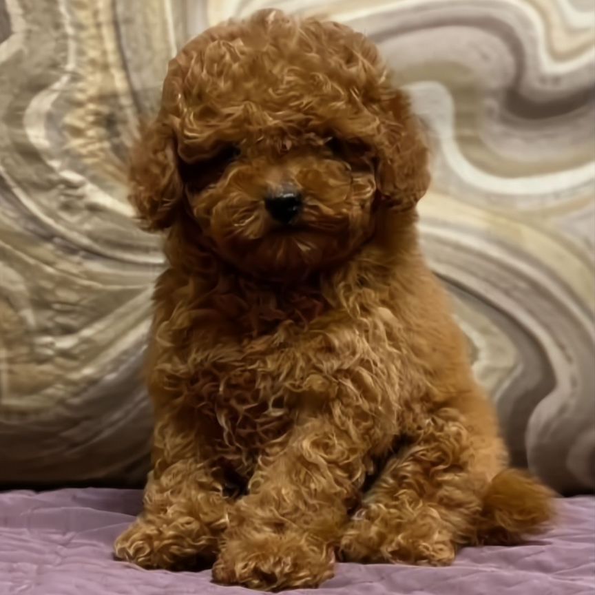 Той-пудель, щенок