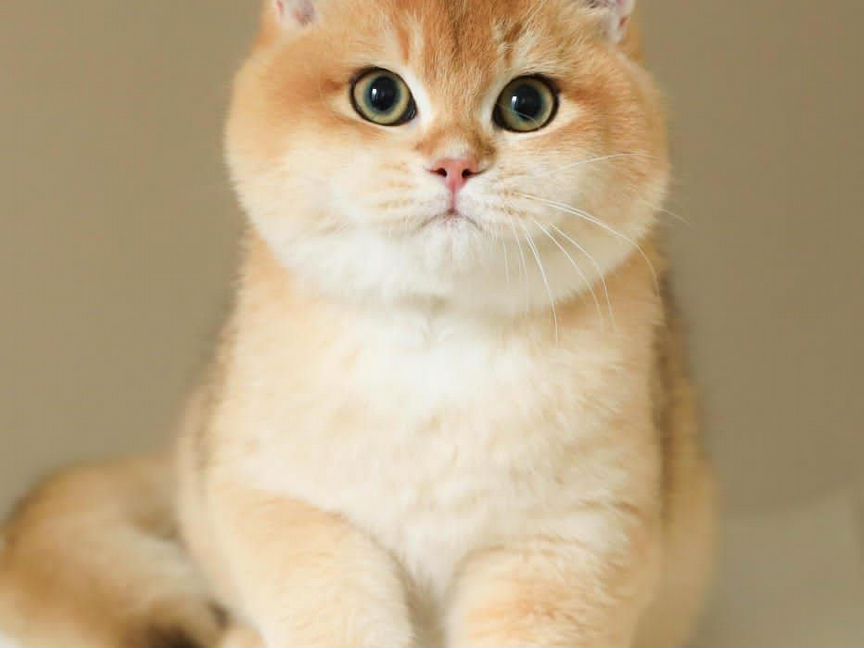 Британский золотой котенок ny 12