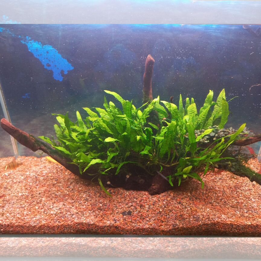 Папоротник тайландский