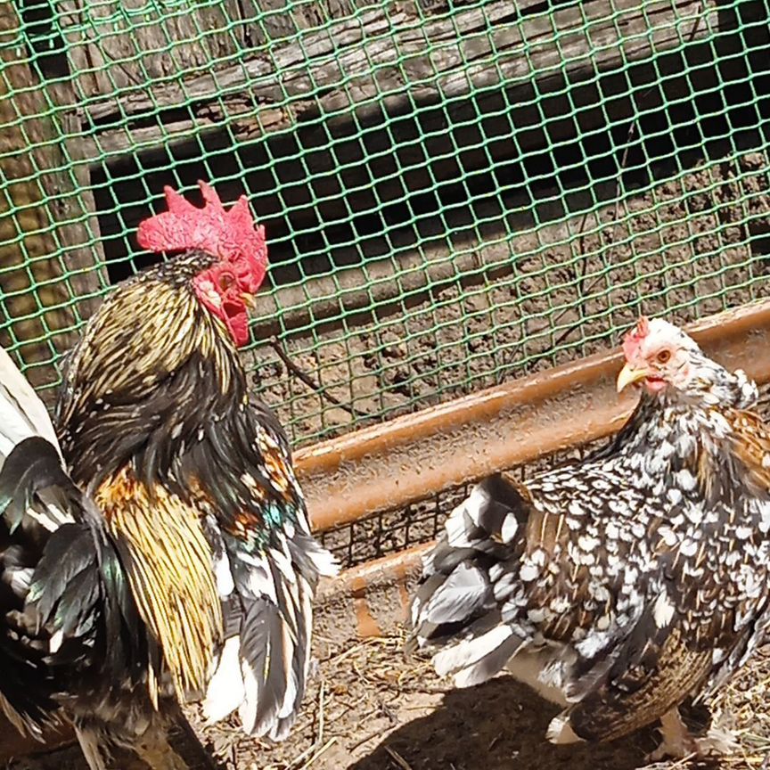 Курочка и Петух, мини