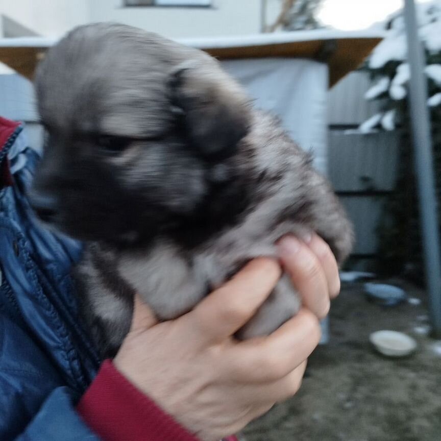 Щенок в добрые руки