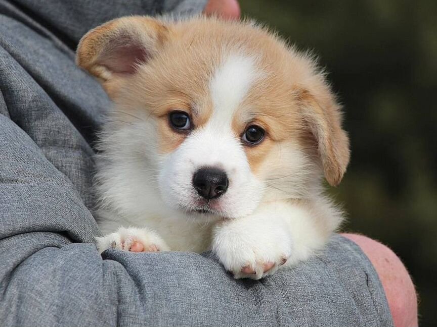 Вельш-корги пемброк