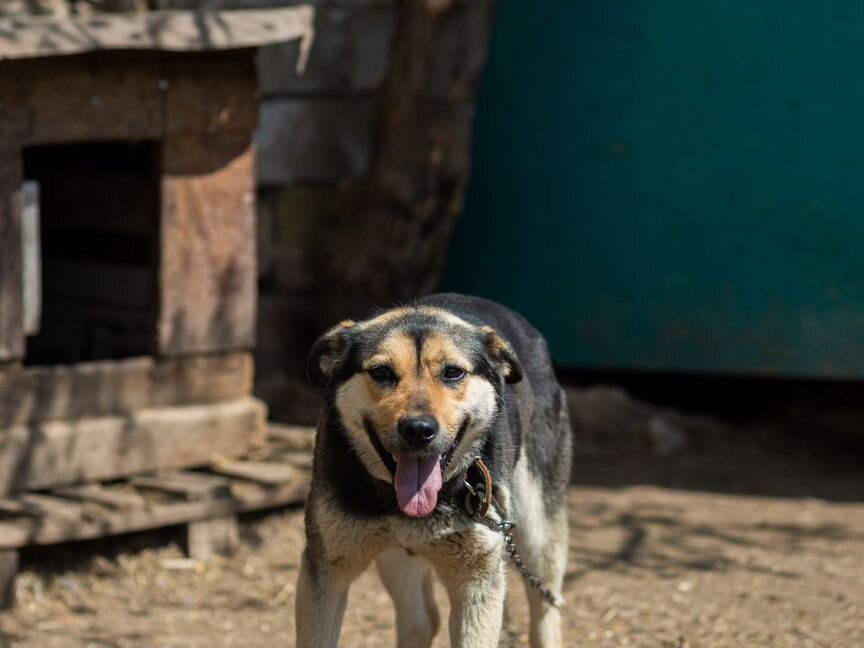 Собака в добрые руки