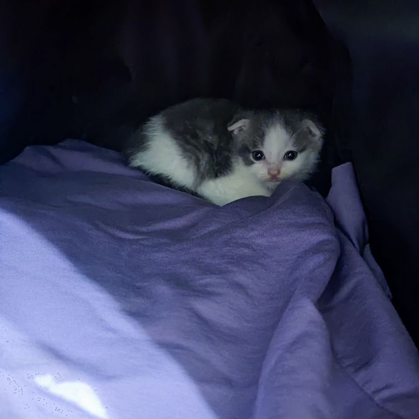 Вислоухий котëнок, отдаю в дар