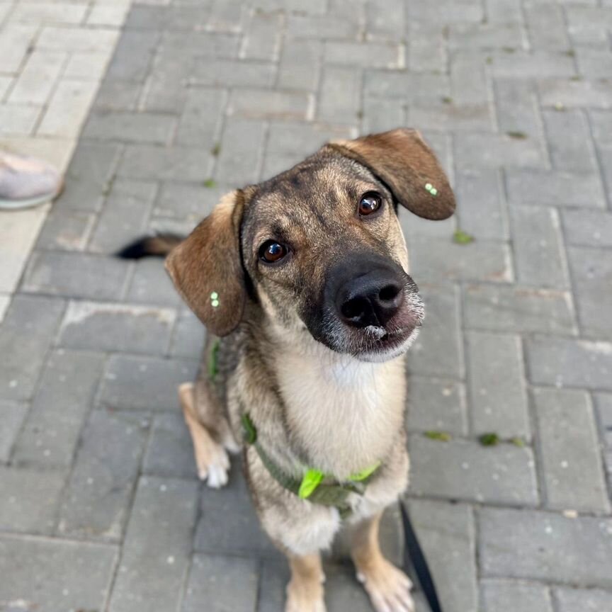 Лея ищет самых лучших хозяев