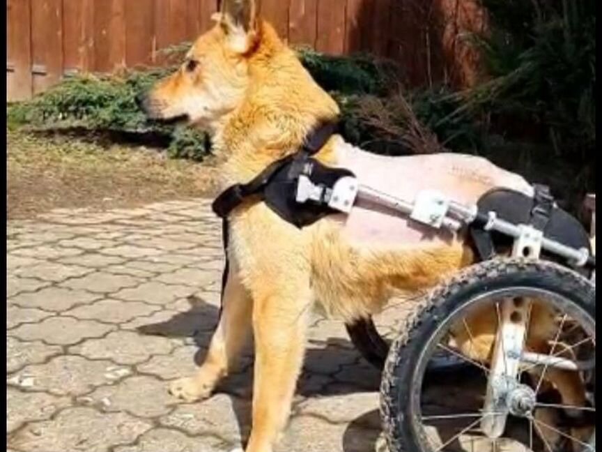 Собака спинальник в добрые руки