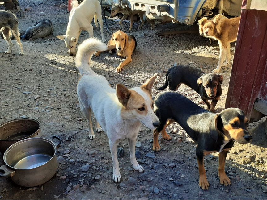 Дворняжки в добрые руки