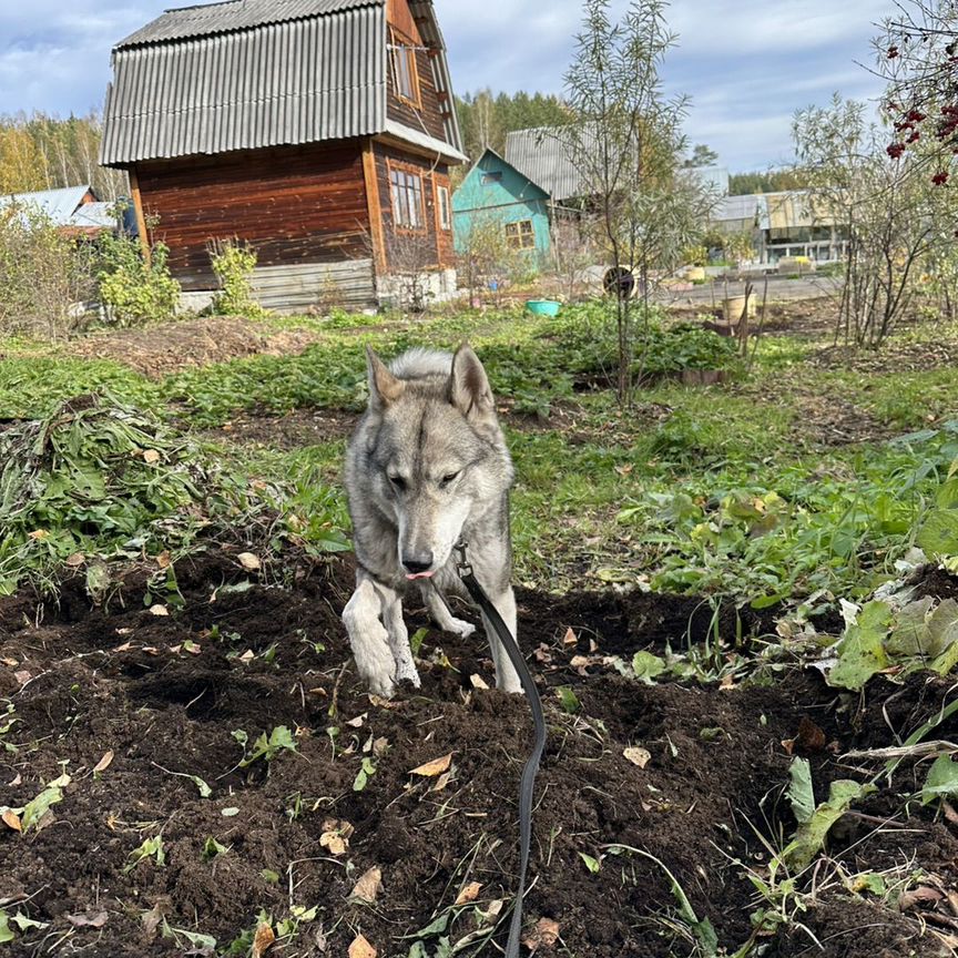 В добрые руки