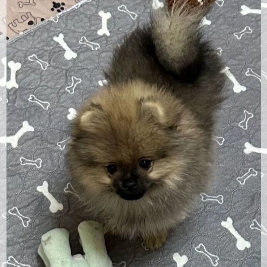 Померанский шпиц малышка