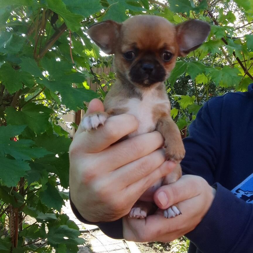 Щенки чихуахуа