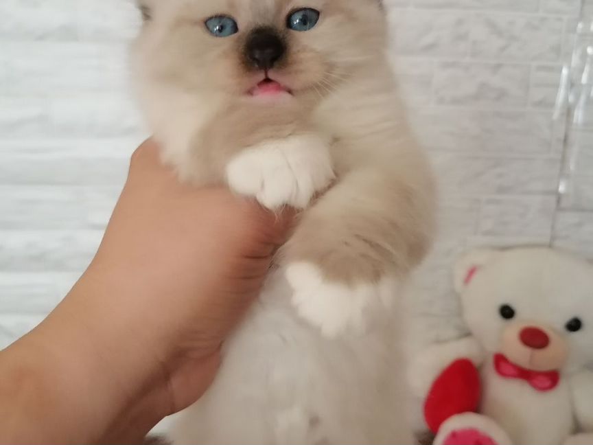 Невская маскарадный котенок