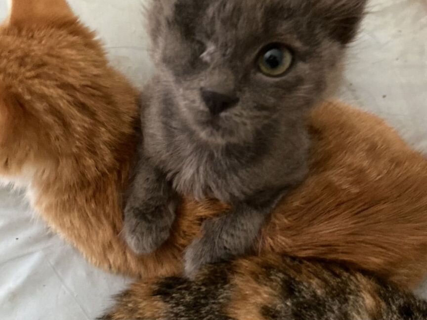 Котенок