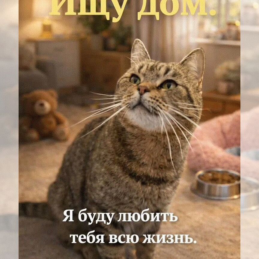 Британский короткошёрстный, взрослый кот