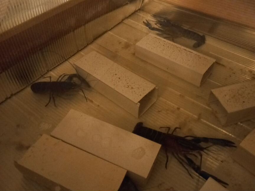 Австралийский рак