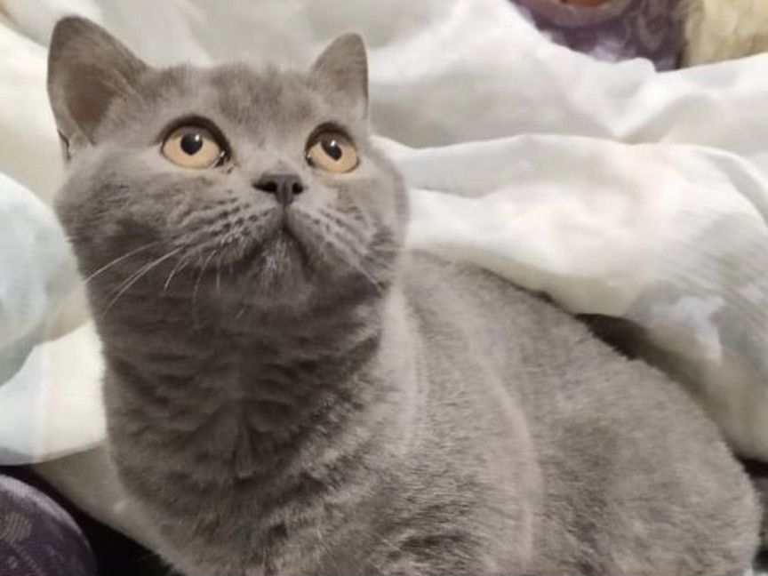 Британская кошечка 4 мес в дар