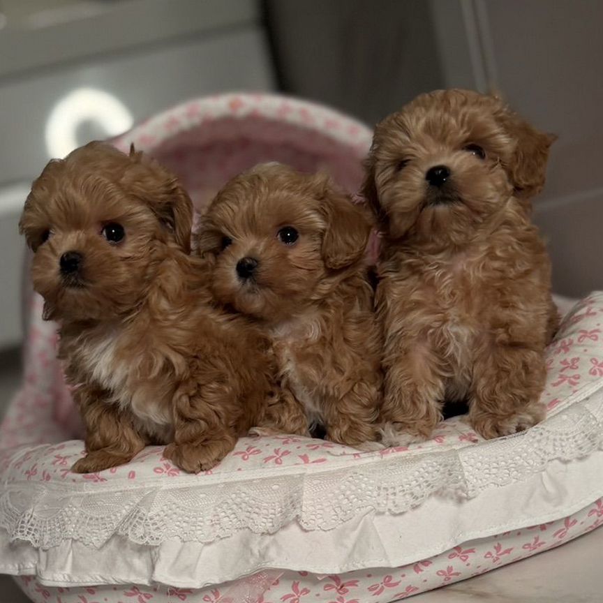 Мальтипу, щенок