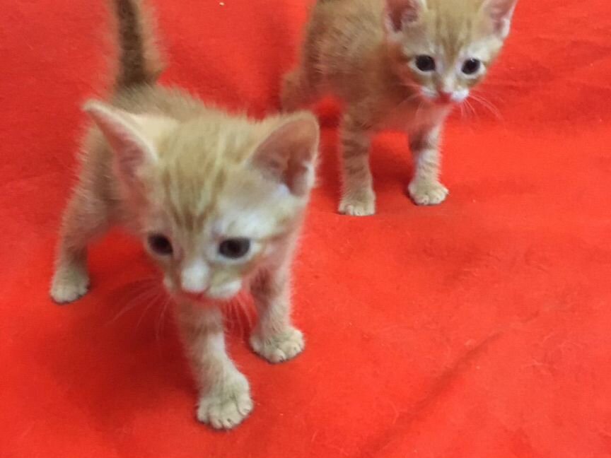 Морковки в семью