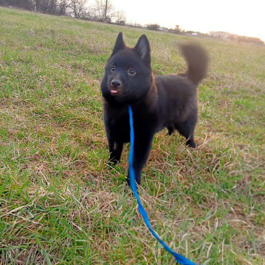 Мальчик Шипперке