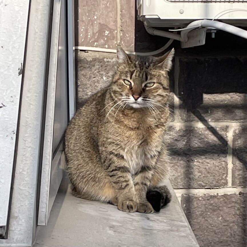 Кошечка в добрые руки, 4 года